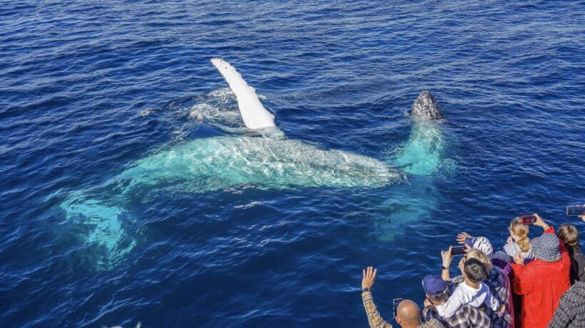 Gold Coast: Premium Whale Watching Cruise - What Travelers Are Saying
