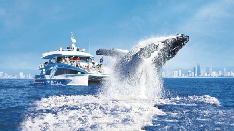 Gold Coast: Premium Whale Watching Cruise - Practical Tips for Your Trip