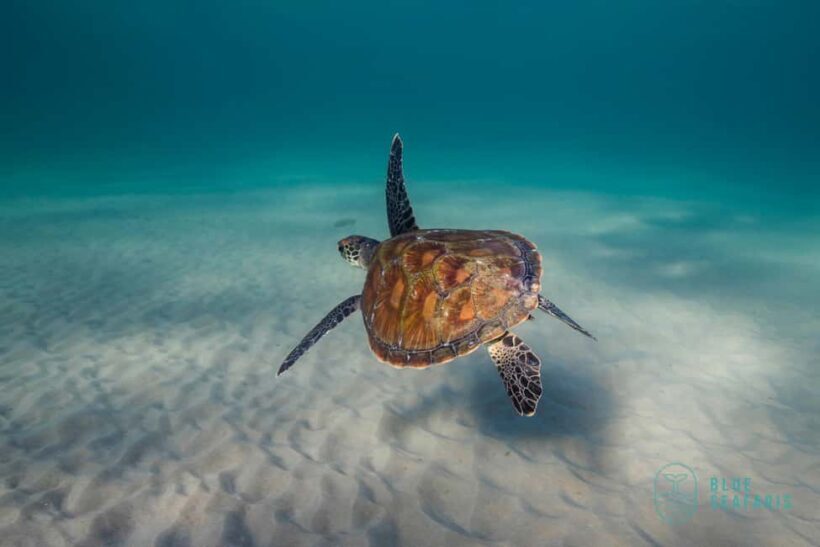 Gold Coast: Snorkel with Turtles - Authentic Reviews and Real Experiences