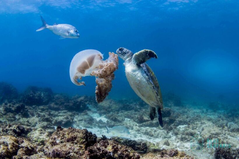Gold Coast: Snorkel with Turtles - Final Thoughts
