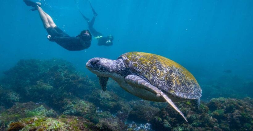 Gold Coast: Snorkeling with Turtles Half-Day Tour - The Itinerary in Detail