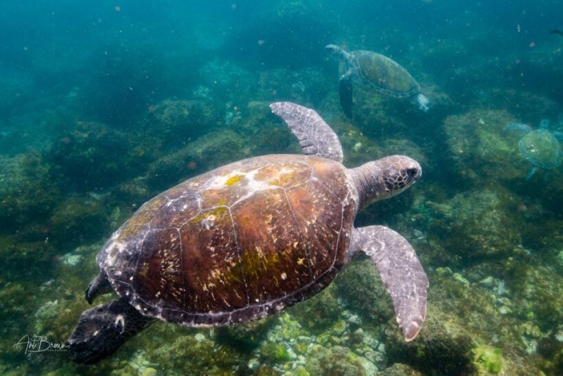 Gold Coast: Snorkeling with Turtles Half-Day Tour - The Authenticity and Value