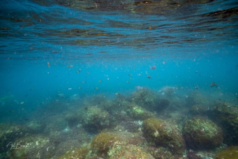 Gold Coast: Snorkeling with Turtles Half-Day Tour - Practical Tips for Travelers