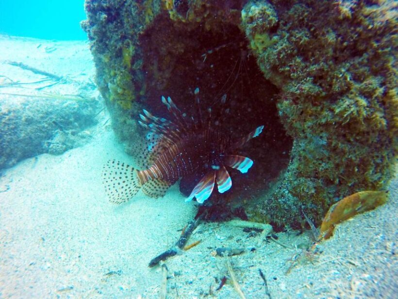Gold Coast: Snorkelling in Wave Break Island - Introduction