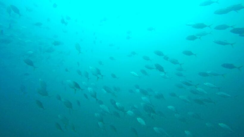 Gold Coast: Snorkelling in Wave Break Island - Key Points