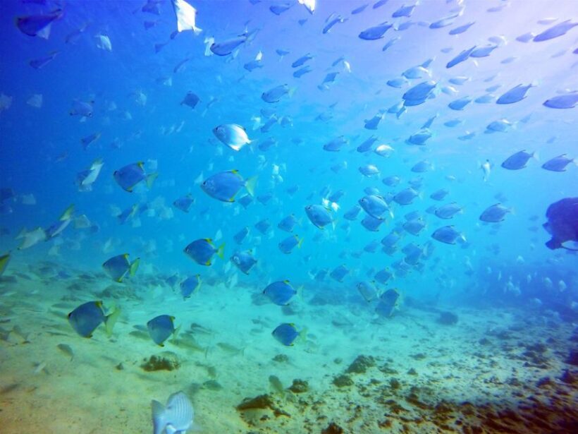 Gold Coast: Snorkelling in Wave Break Island - Who Would Enjoy This?