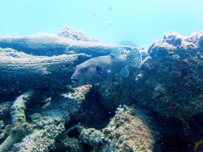 Gold Coast: Snorkelling in Wave Break Island - The Sum Up