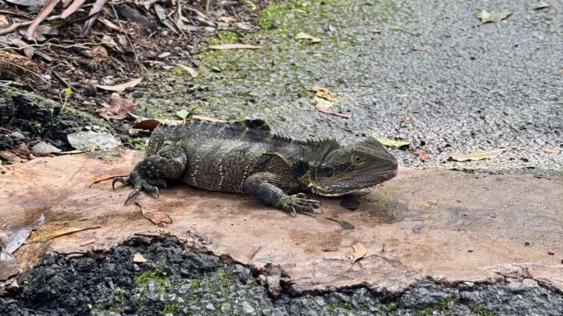 Gold Coast: Springbrook 7 Waterfalls and Natural Bridge Tour - FAQ