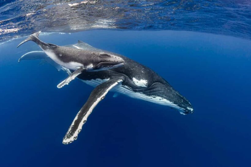 Gold Coast: Swim with Whales - What Is the Gold Coast Whale Swim Tour?