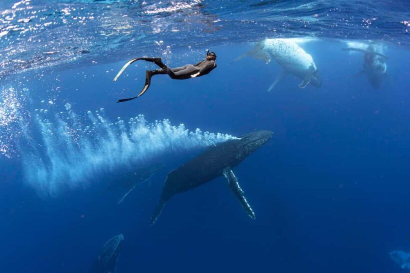 Gold Coast: Swim with Whales - The Quality of Equipment and Safety Measures
