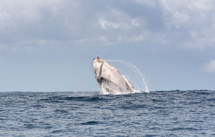 Gold Coast: Swim with Whales - Key Points