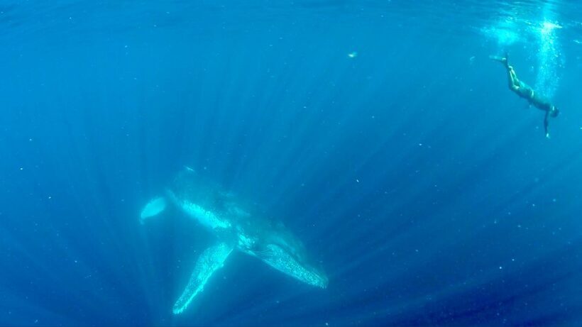 Gold Coast: Swim with Whales - An Honest Look at the Gold Coast Whale Tour