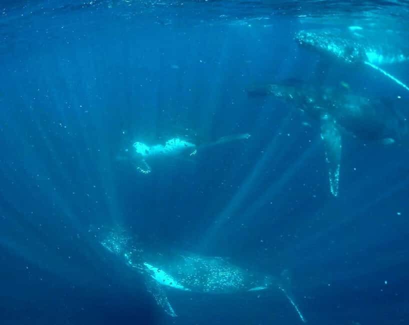 Gold Coast: Swim with Whales - FAQ