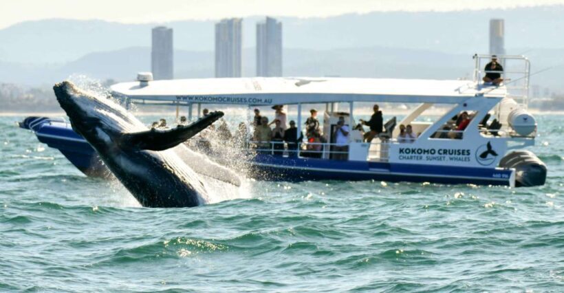 Gold Coast Whale Experience - Key Points