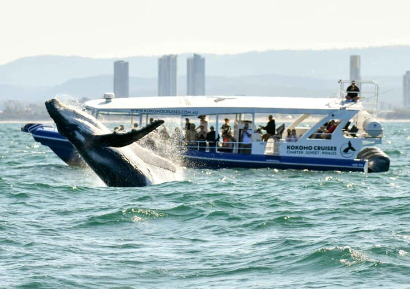 Gold Coast Whale Experience - Who Should Consider This Tour?