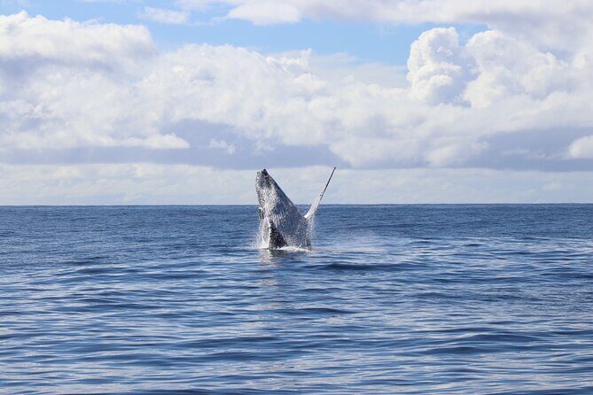 Gold Coast Whale Watching Adventure Tours - Key Points