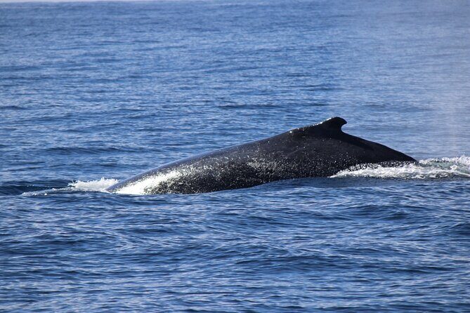 Gold Coast Whale Watching Adventure Tours - Who Should Consider This Tour?
