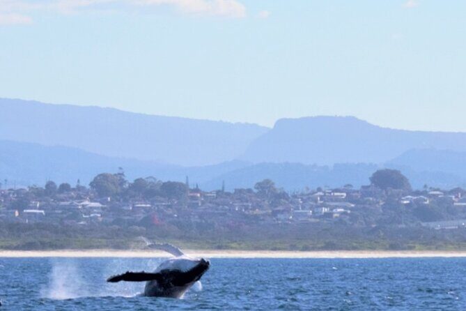 Gold Coast Whale Watching Adventure Tours - Frequently Asked Questions