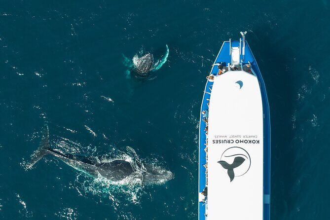 Gold Coast Whale Watching Cruise - The Experience in Detail