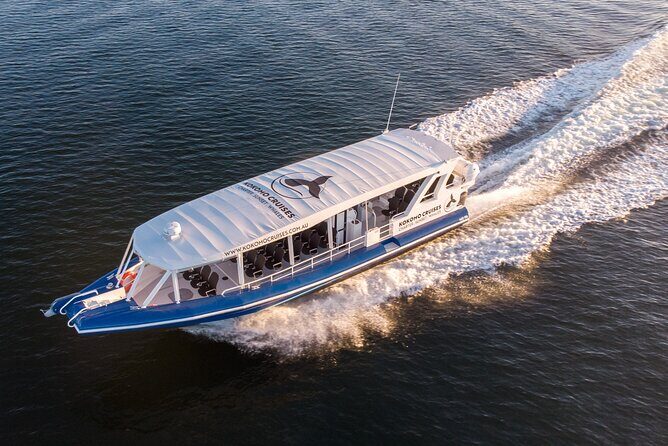 Gold Coast Whale Watching Cruise - The Sum Up