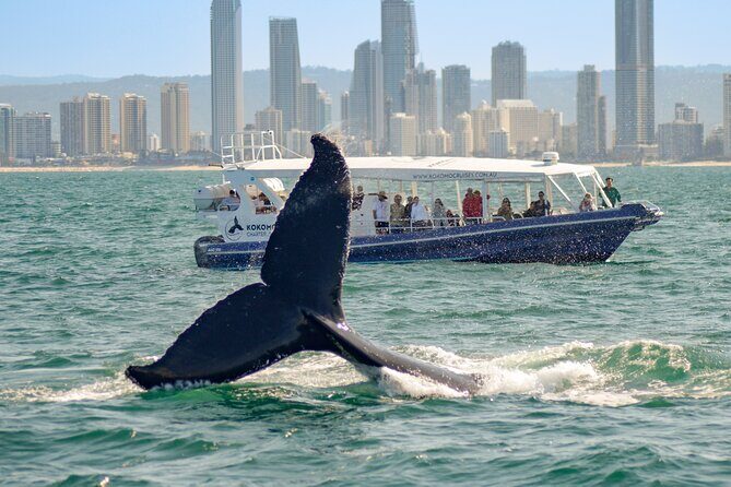 Gold Coast Whale Watching Cruise - FAQ