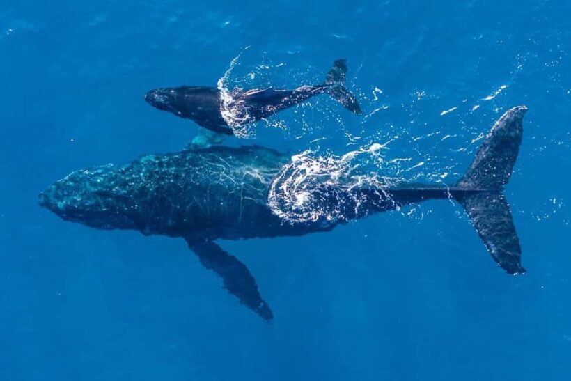 Gold Coast: Whale Watching - Key Points