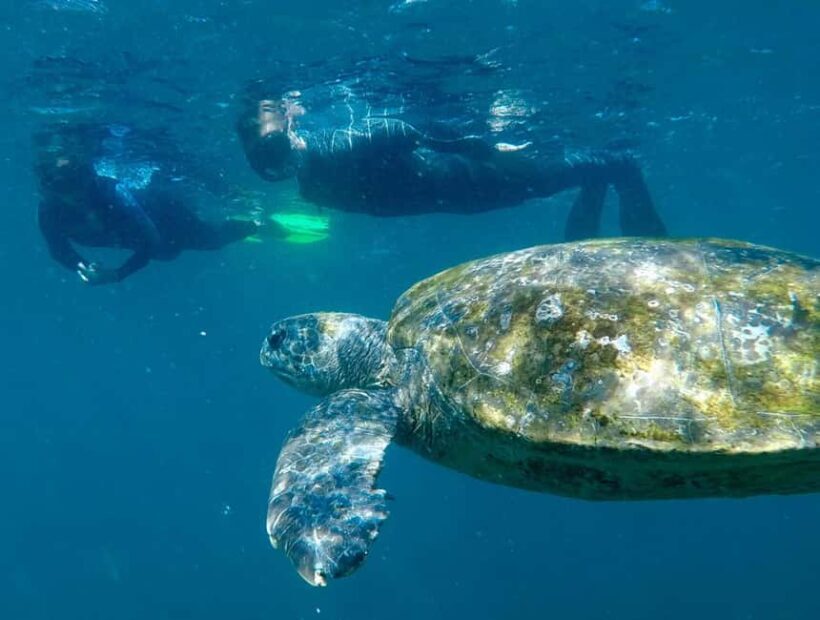 Gold Coast: Whales, Dolphins & Snorkelling with Turtles - Key Points