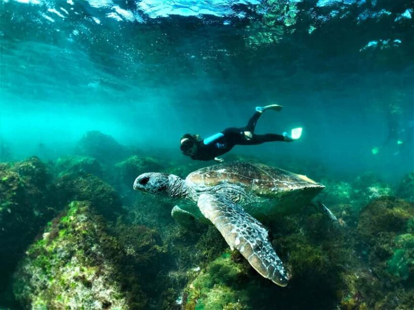 Gold Coast: Whales, Dolphins & Snorkelling with Turtles - An In-Depth Look at the Experience