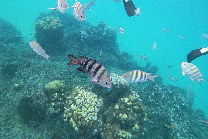 Golden beach - transportation Amber Cove and Taino bay - Pricing and Value