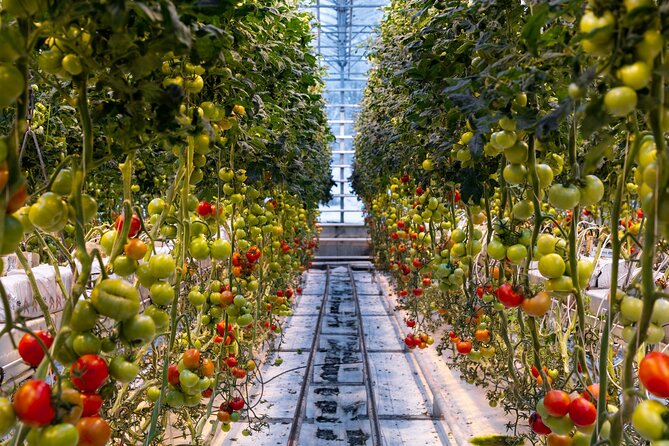 Golden Circle and Lunch at Fridheimar Tomato Farm - with photos - FAQs