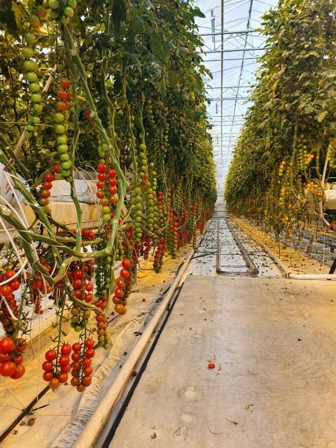 Golden Circle and South Coast. Day Tour - Who Should Consider This Tour