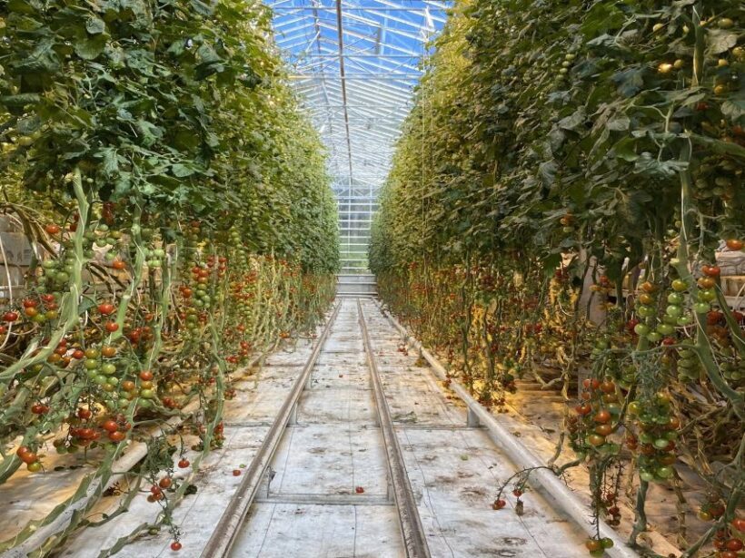 Golden circle, hot spring bakery, tomato farm private tour - FAQs