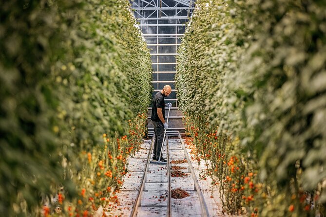 Golden Circle Premium Tour With Fridheimar Farm - Witnessing the Majestic Gullfoss Waterfall