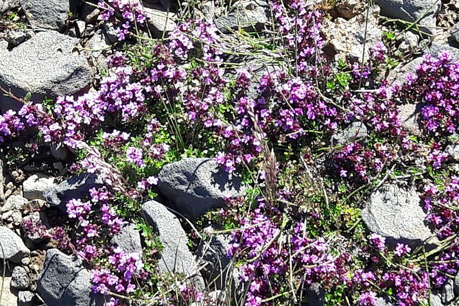 Golden Circle - Puffin Travel Private Tour - Guide Expertise