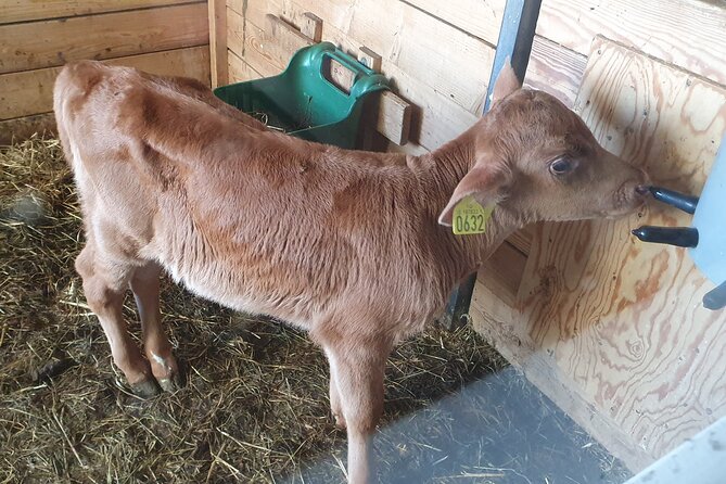 Golden Circle - Shore Excursion from Reykjavik in Minibus, English - Pricing and Value: Is It Worth It?