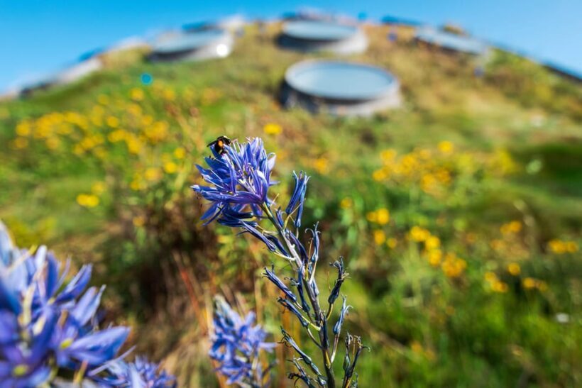 Golden Gate Park Tour With California Academy of Sciences - Key Points