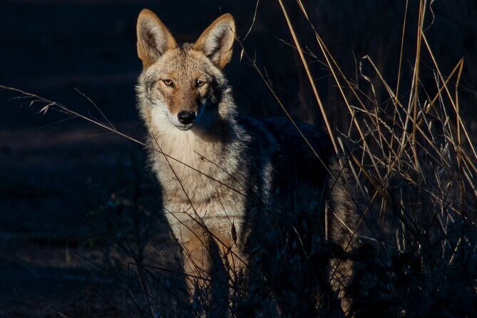 Golden Gate Park Twilight Wildlife Walking Tour - An In-Depth Look at the Tour Itinerary