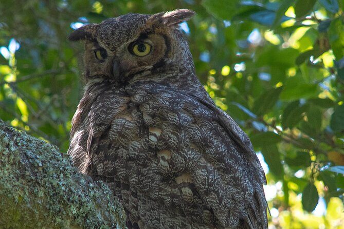 Golden Gate Park Twilight Wildlife Walking Tour - Frequently Asked Questions