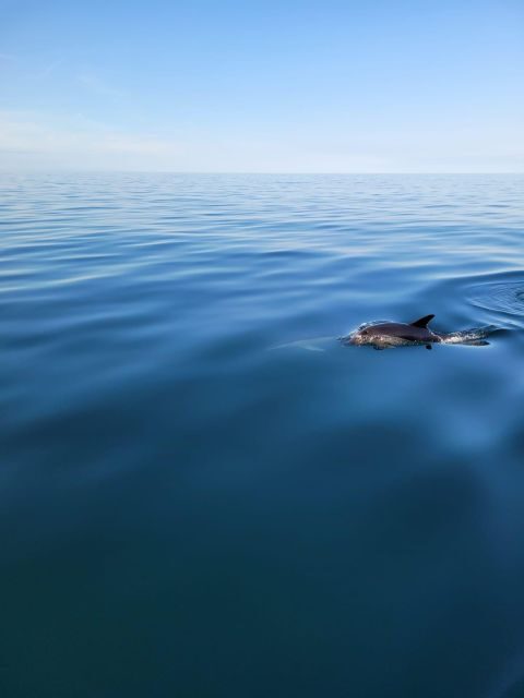 Golden Hour Boat Trip Experience - Wildlife and Marine Life