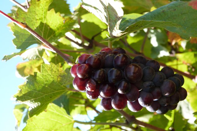 Golden Stones Beaujolais Wine Tour With Tastings From Lyon - Immerse in the Winemaking Process