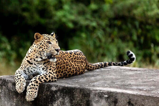 Golden Triangle Tour with Leopard Safari (Taj Mahal at Sunrise) - The Ghost City of Fatehpur Sikri and the Stepwells