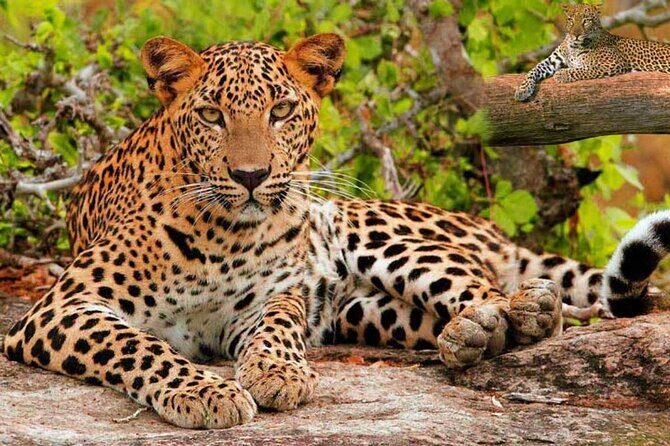 Golden Triangle Tour with Leopard Safari (Taj Mahal at Sunrise) - Jaipur: The Pink City and Royal Forts