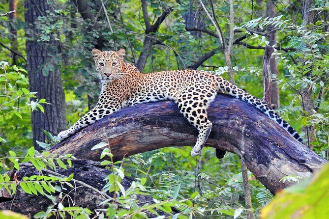 Golden Triangle Tour with Leopard Safari (Taj Mahal at Sunrise) - Wildlife & Wilderness: Leopard Safari