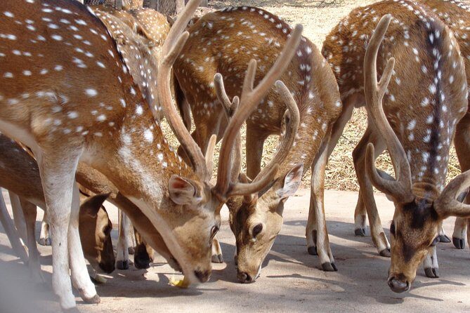 Golden Triangle Tour with Ranthambore - What Makes This Tour Stand Out?