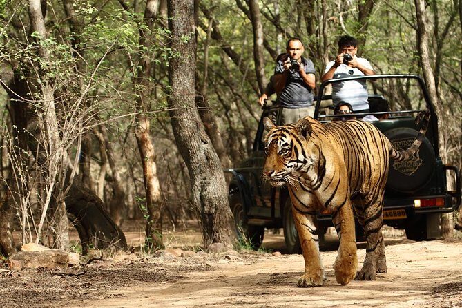 Golden Triangle Tour With Ranthambore - Final Thoughts
