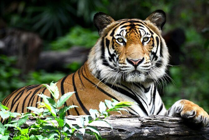 Golden Triangle Tour with Ranthambore by AC Car From Delhi - What’s Included and What to Consider