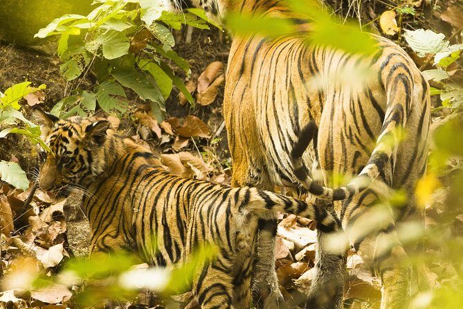 Golden Triangle Tour with Ranthambore from Delhi - Exploring the Itinerary in Detail