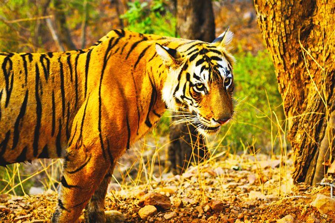 Golden Triangle Tour with Ranthambore from Delhi - FAQ