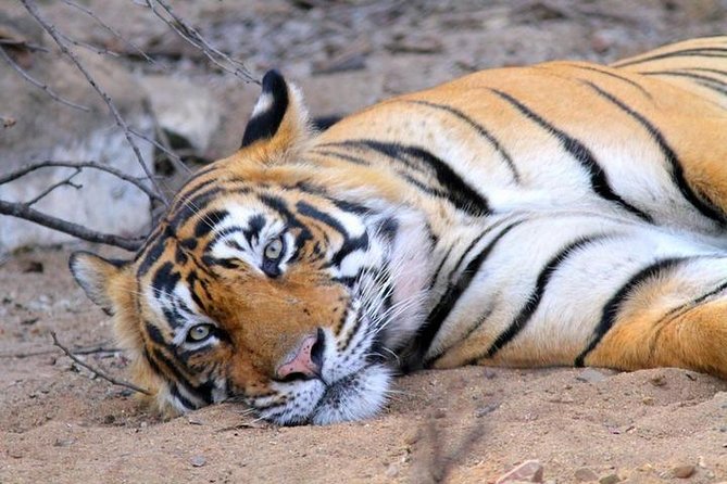 Golden Triangle tour with Ranthambore Jungle Safari - Potential Drawbacks and Considerations