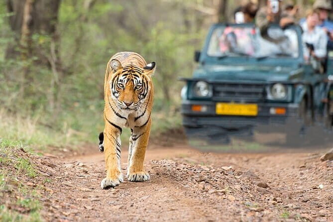 Golden Triangle Tour with Train Ride Experience 4 Day - Who Should Consider This Tour?